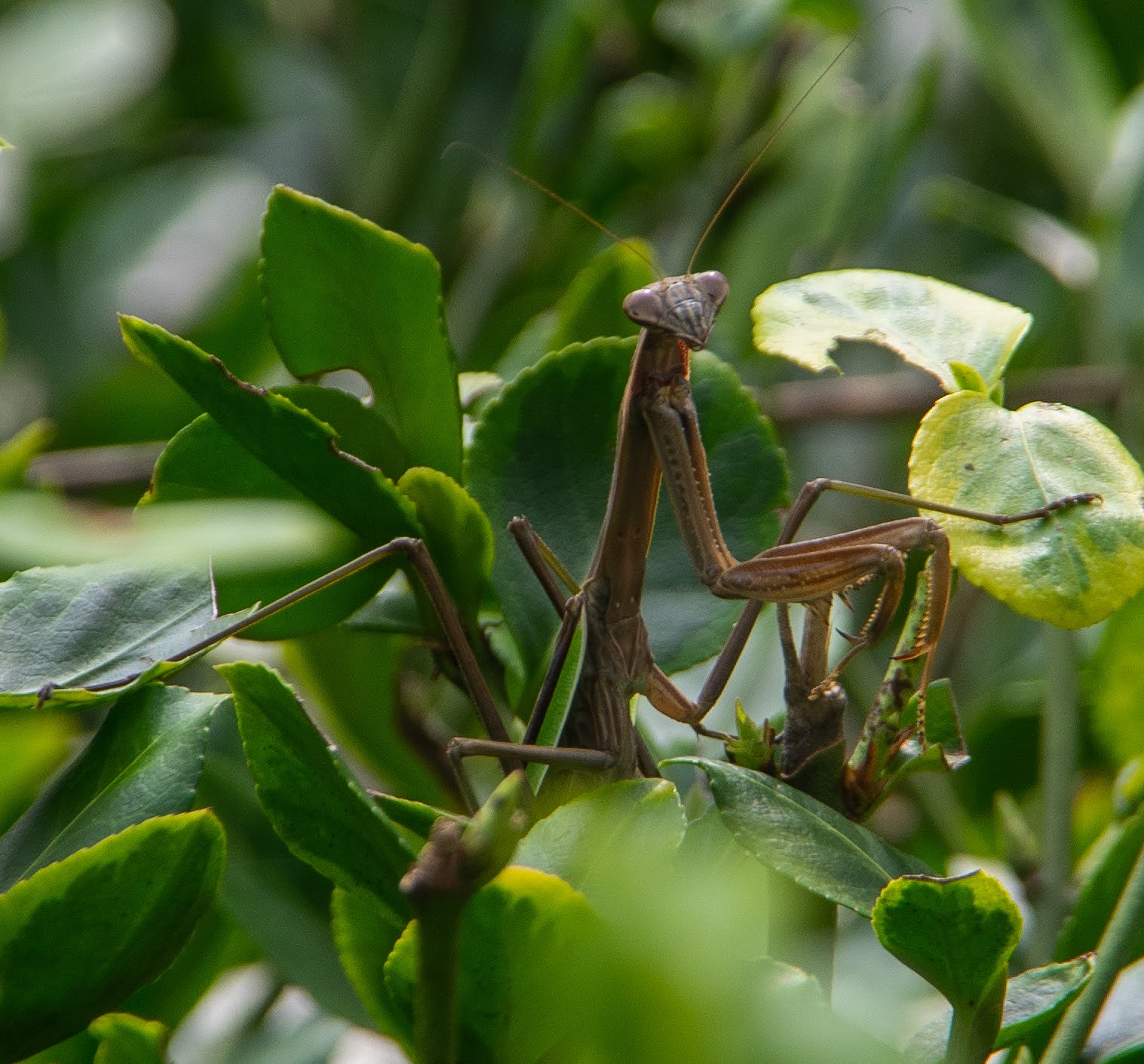 Found Friday #4: Pretty Mantis | A Virginia Writer's Diary