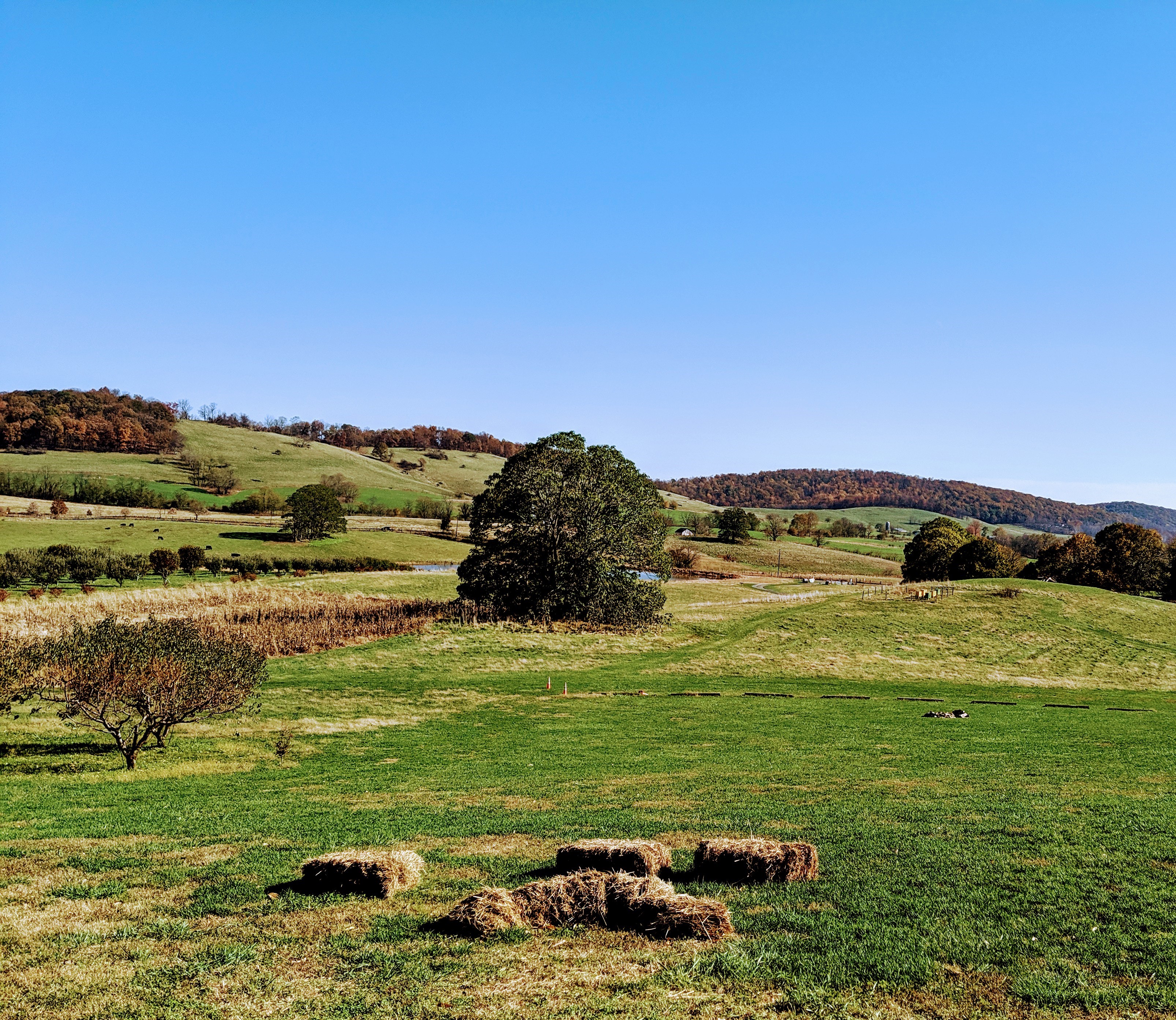 My 2021 Goals | A Virginia Writer's Diary