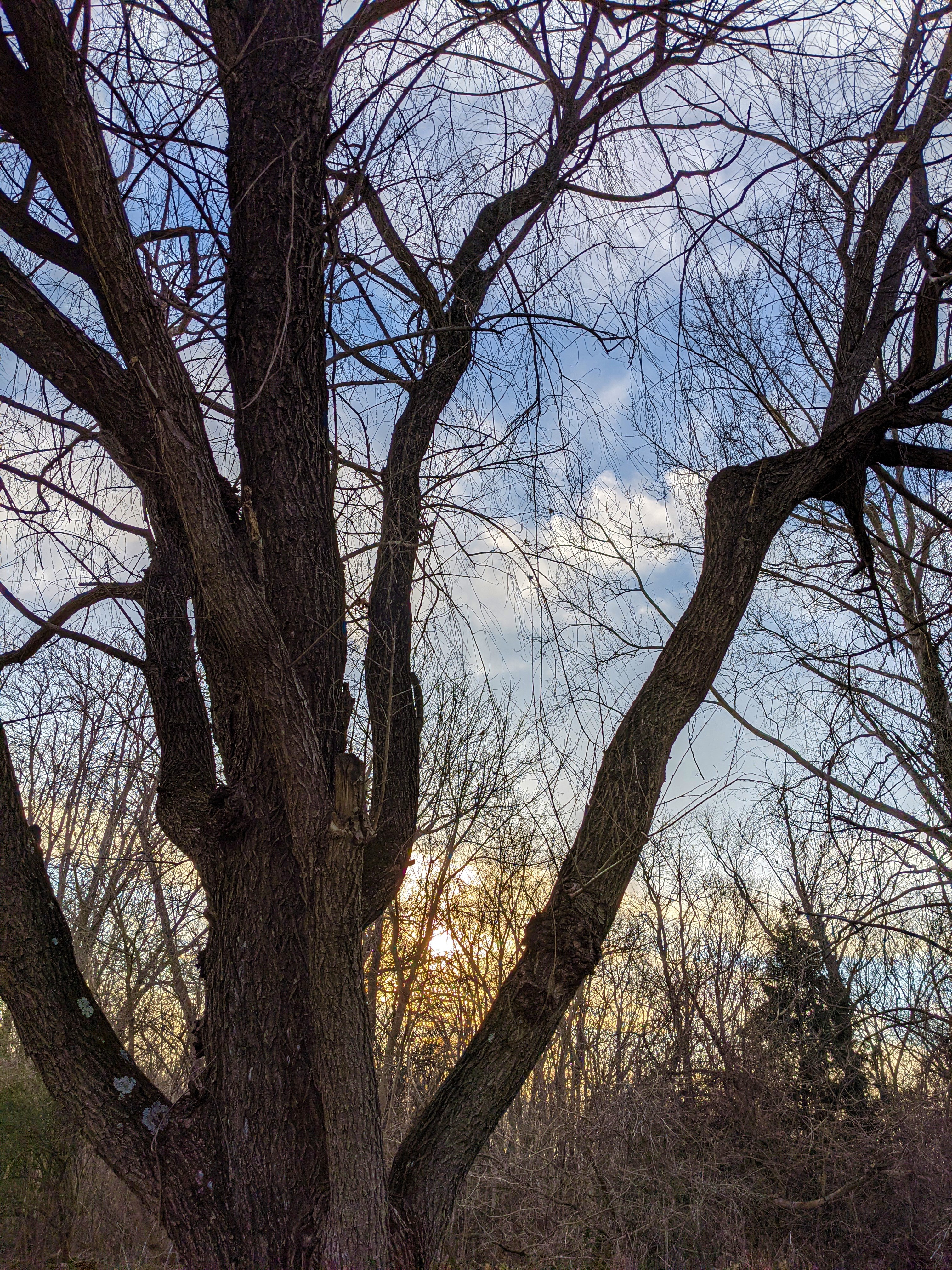 Found Friday #23: The First Flower | A Virginia Writer's Diary