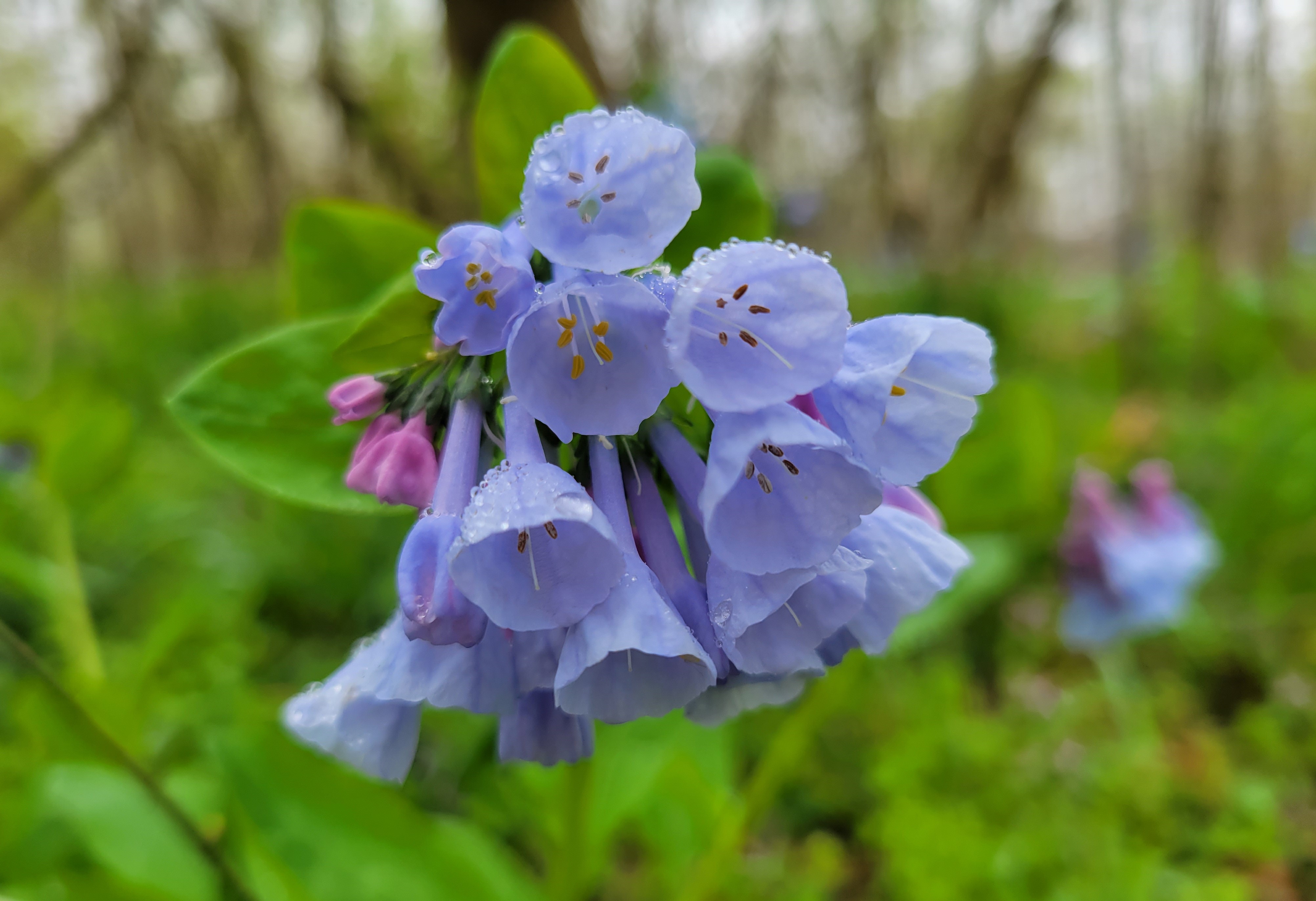 Blue Belle (A Poem) | A Virginia Writer's Diary