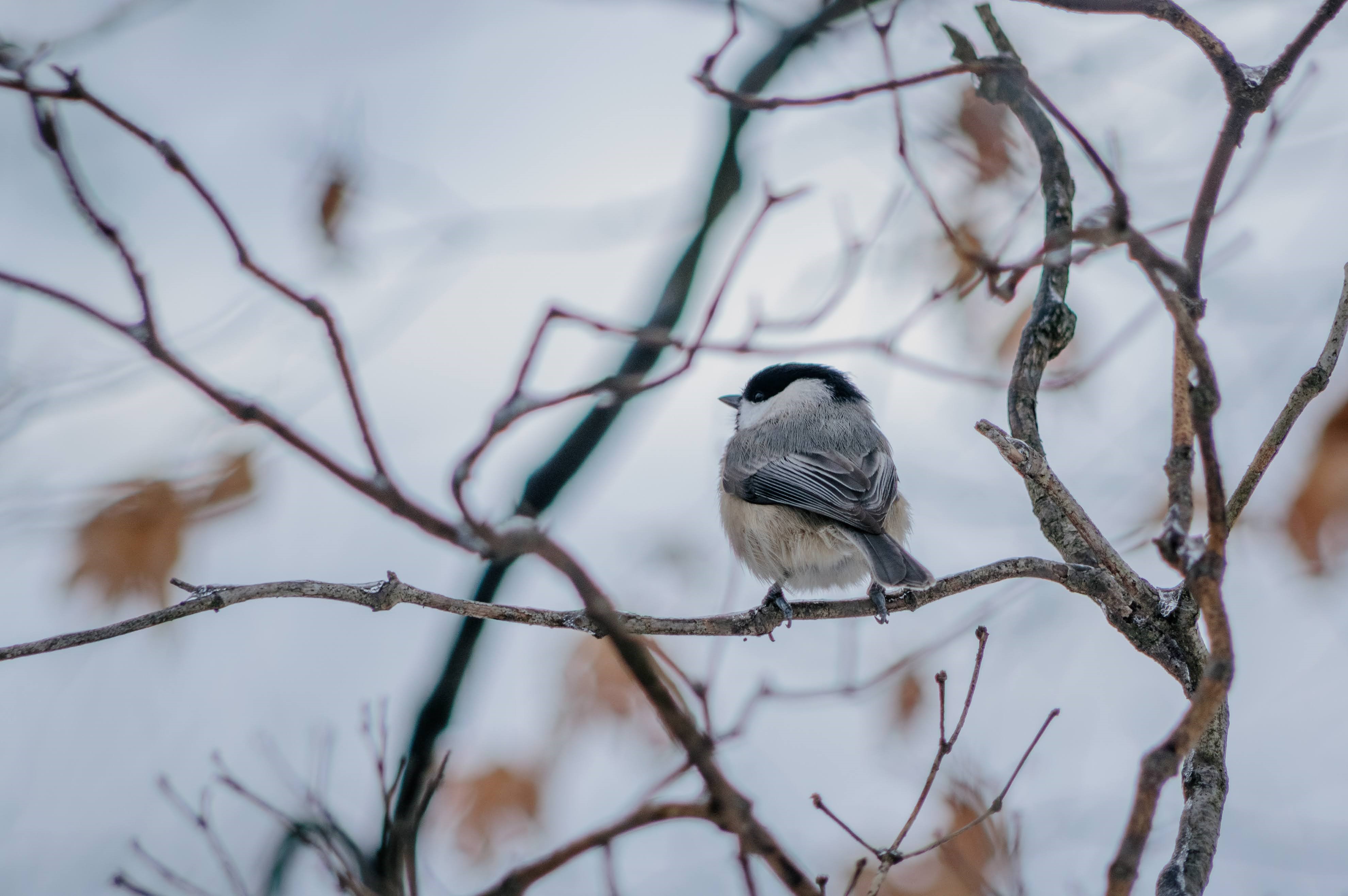 Winter Bird (A Poem) | A Virginia Writer's Diary