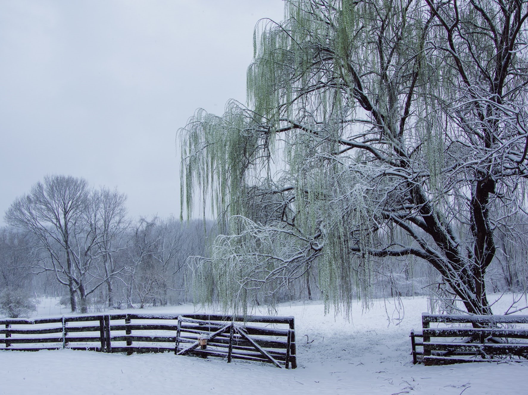 One Last Snow Day | A Virginia Writer's Diary
