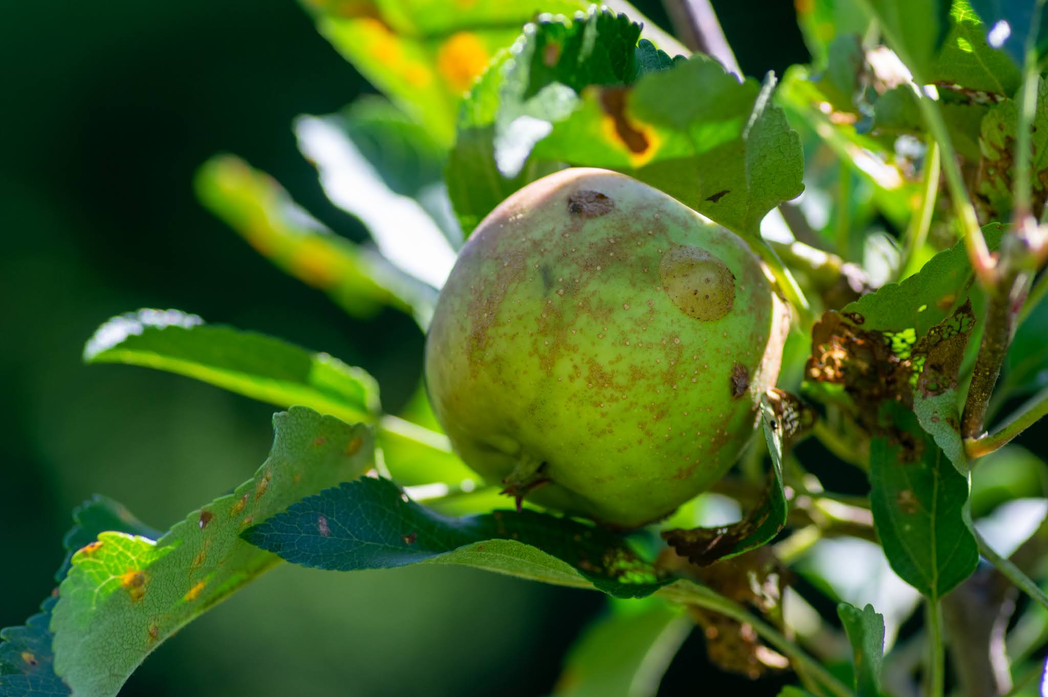 Our First Apple | A Virginia Writer's Diary