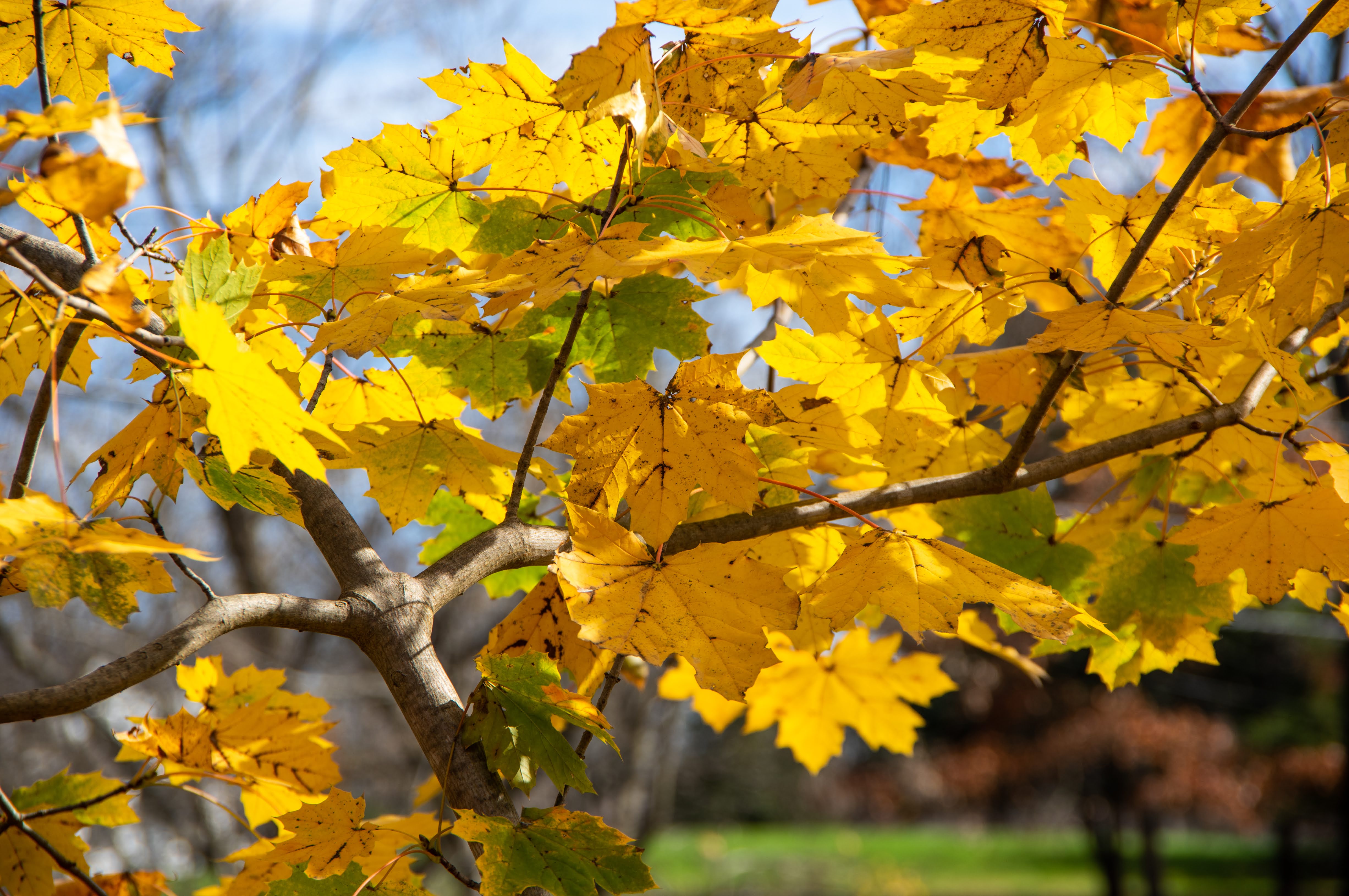 The First Fall Friday | A Virginia Writer's Diary