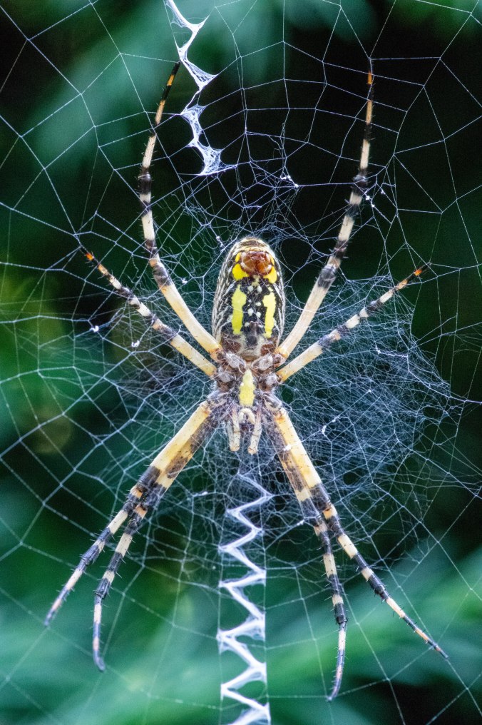 Found Friday #43: Spider Season | A Virginia Writer's Diary