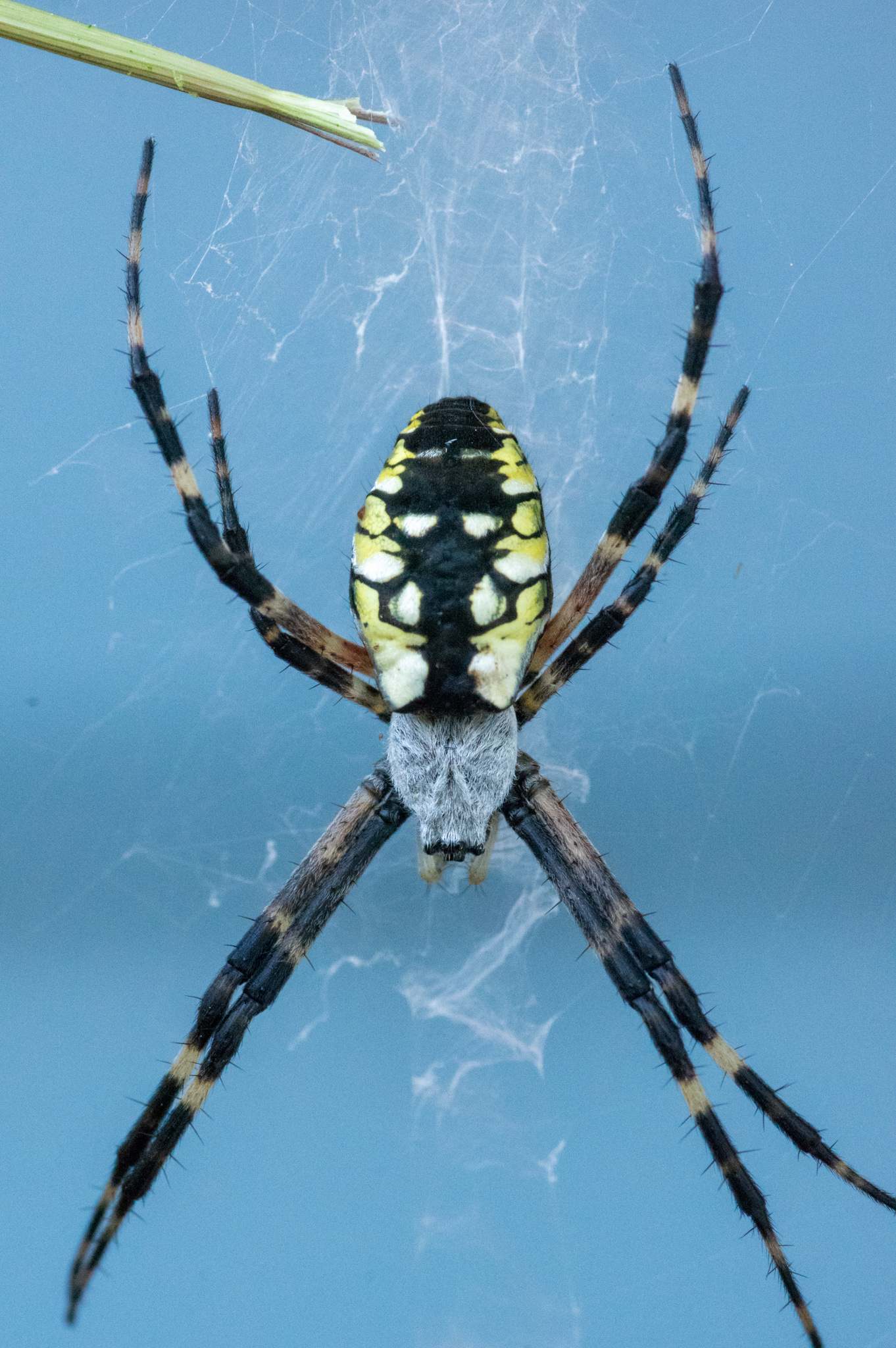 Found Friday #43: Spider Season | A Virginia Writer's Diary