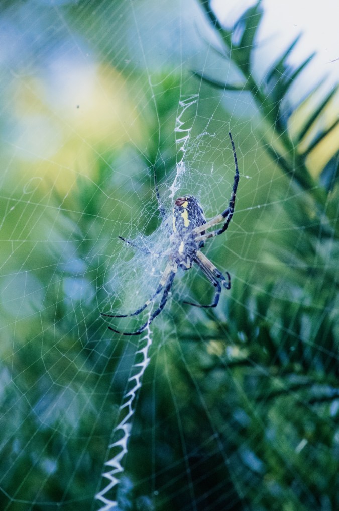Found Friday #43: Spider Season | A Virginia Writer's Diary