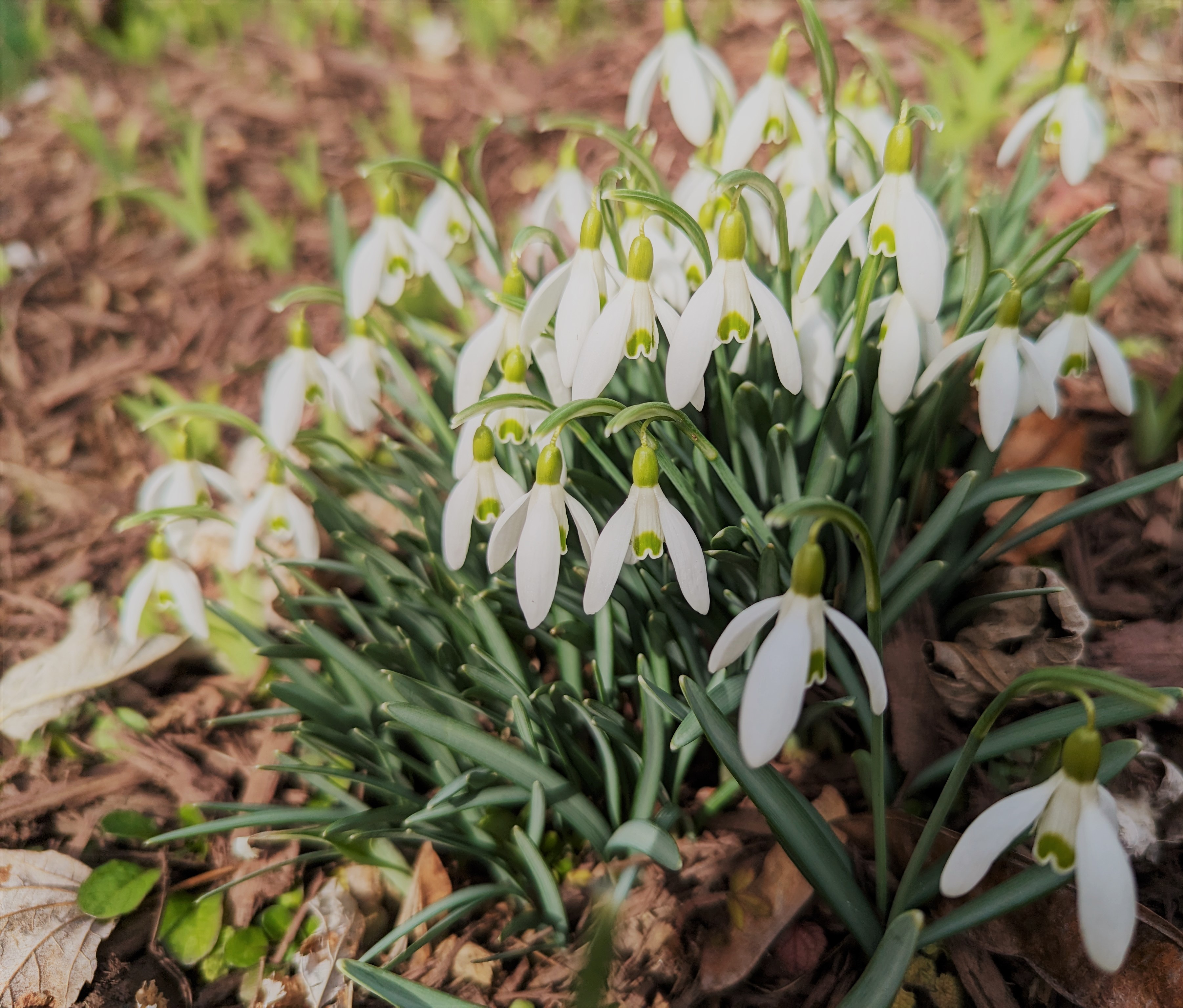 Snowdrop (A Poem) | A Virginia Writer's Diary