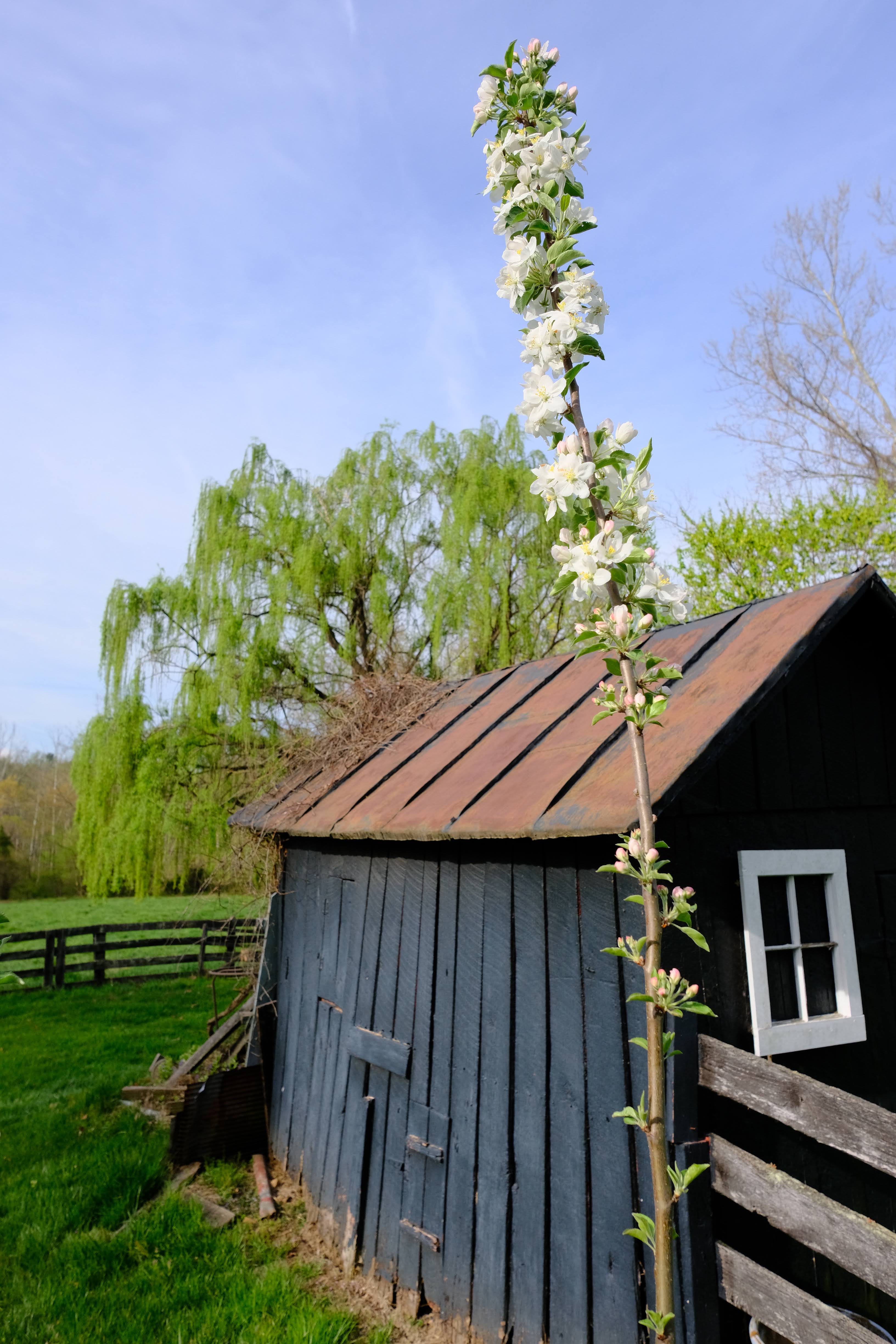 A Morning Walk in Spring | A Virginia Writer's Diary