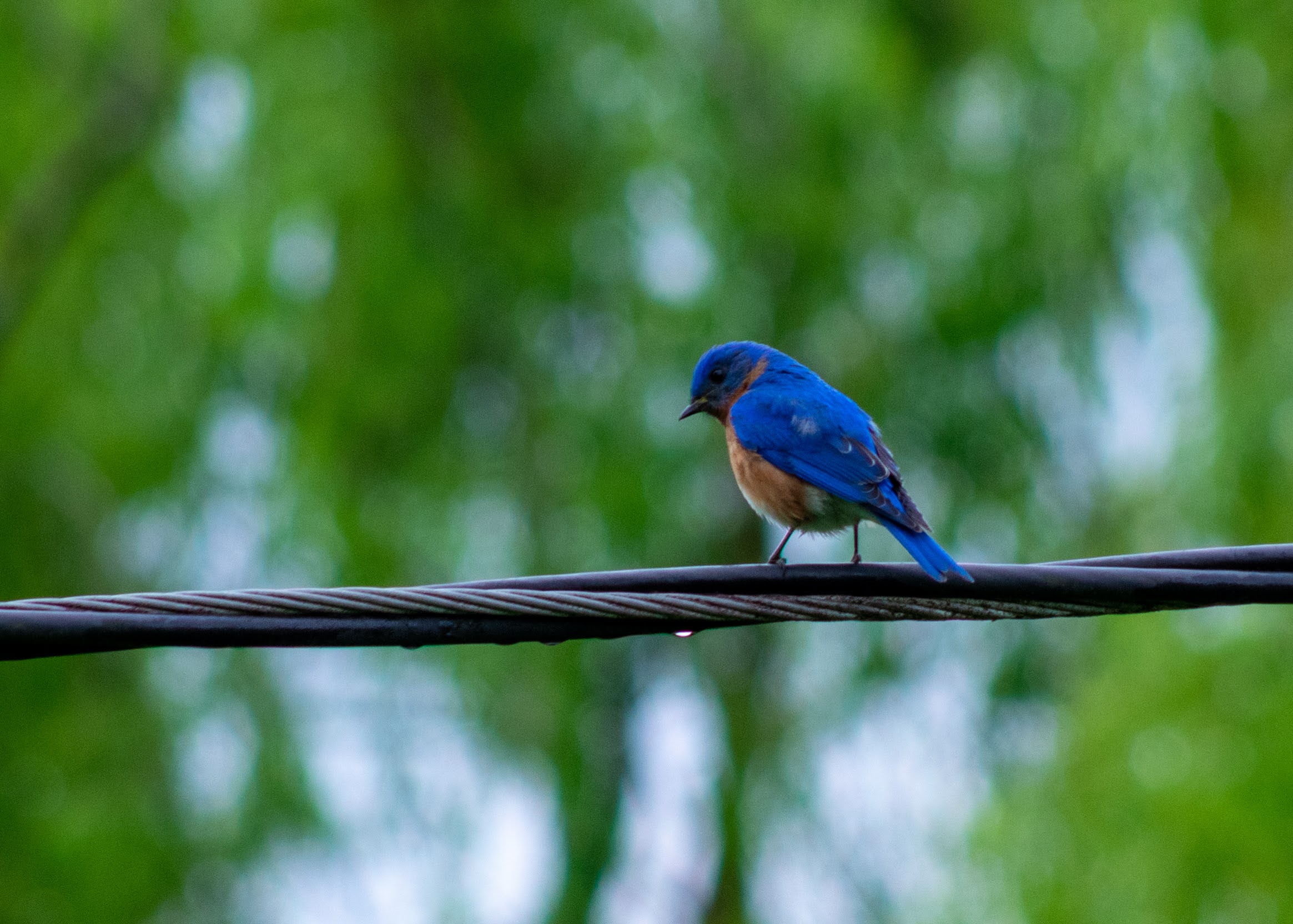 Found Friday #46: A Frequent Visitor | A Virginia Writer's Diary