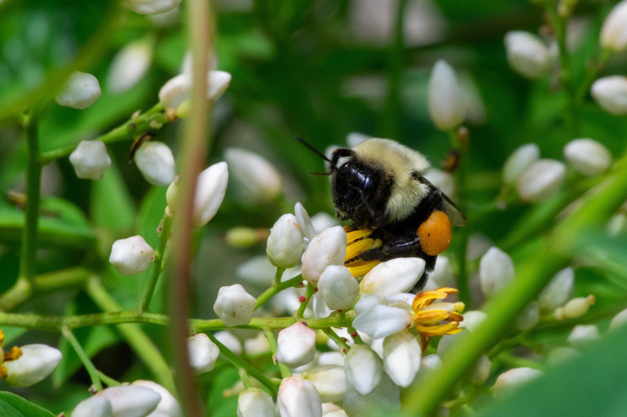 Busy Bees (A Poem) | A Virginia Writer's Diary